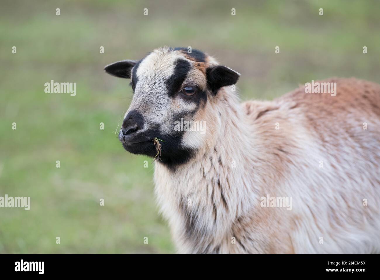 Cameroon sheep, nature conservation area for the preservation of open ...