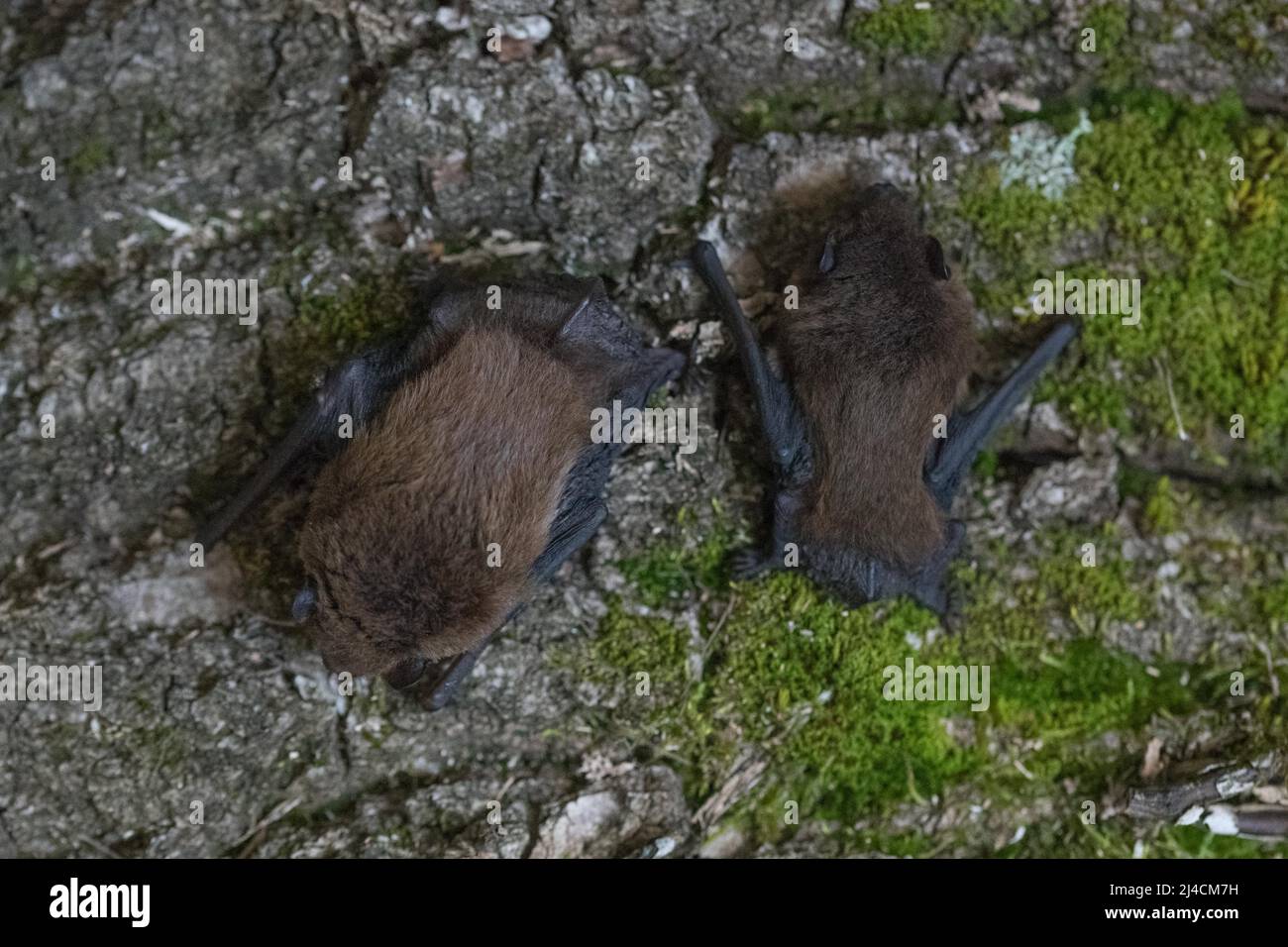 Common pipistrelle (Pipistrellus pipistrellus), 2 animals on bark ...