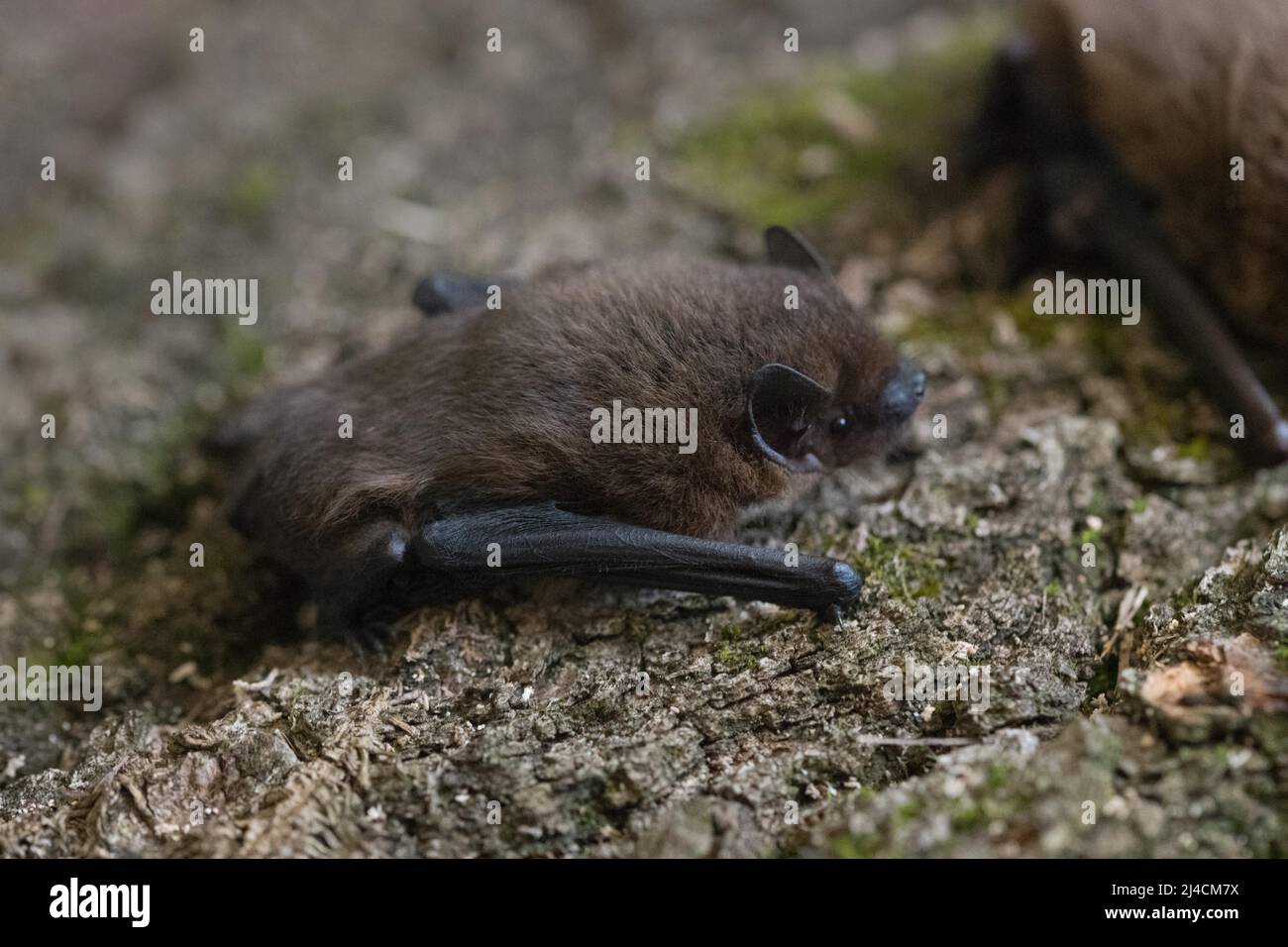 Common pipistrelle (Pipistrellus pipistrellus), on bark overgrown with ...