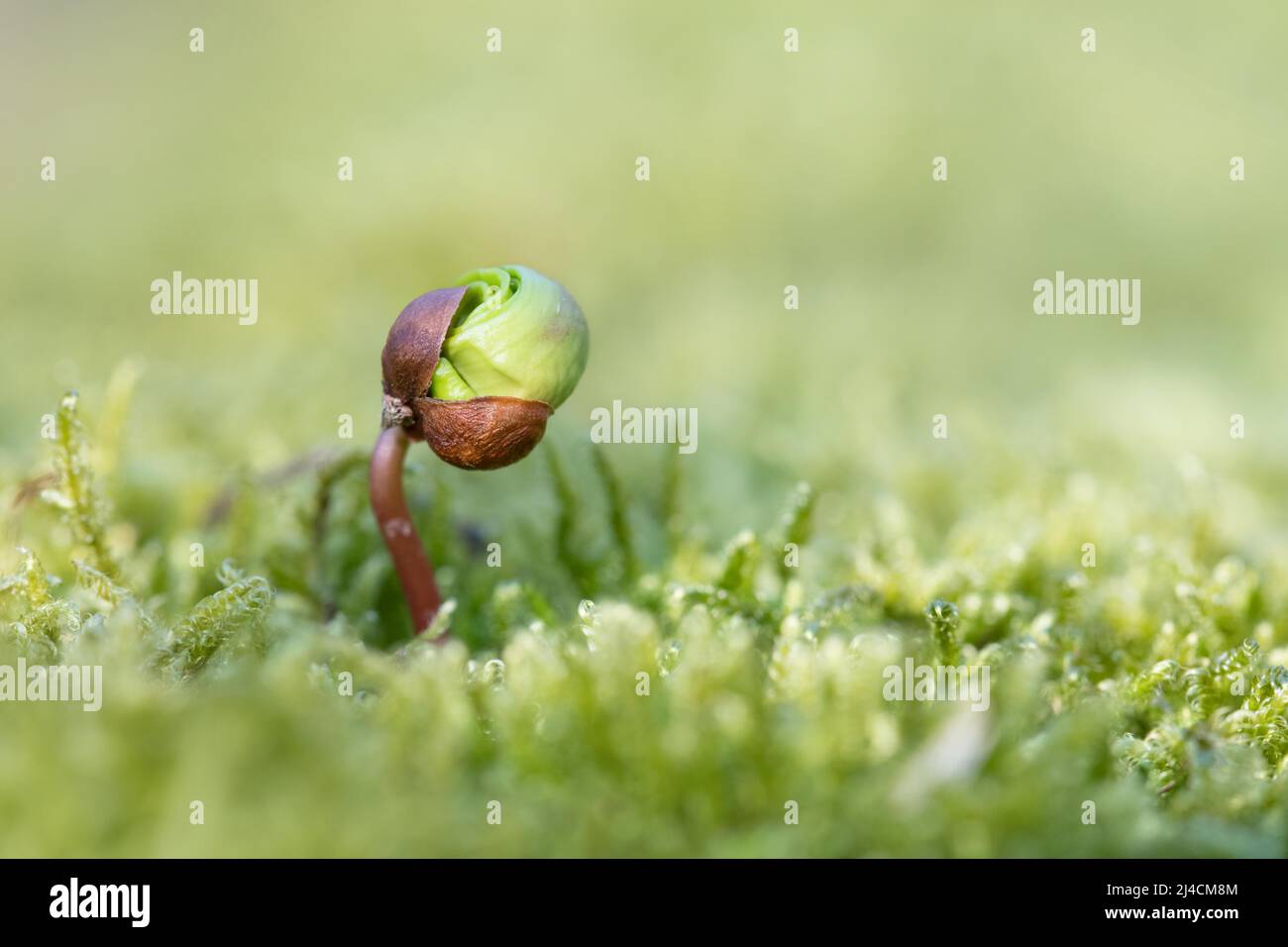 Ahorn (Acer), Keimling steht im Laubmischwald und waechst im Moos ...