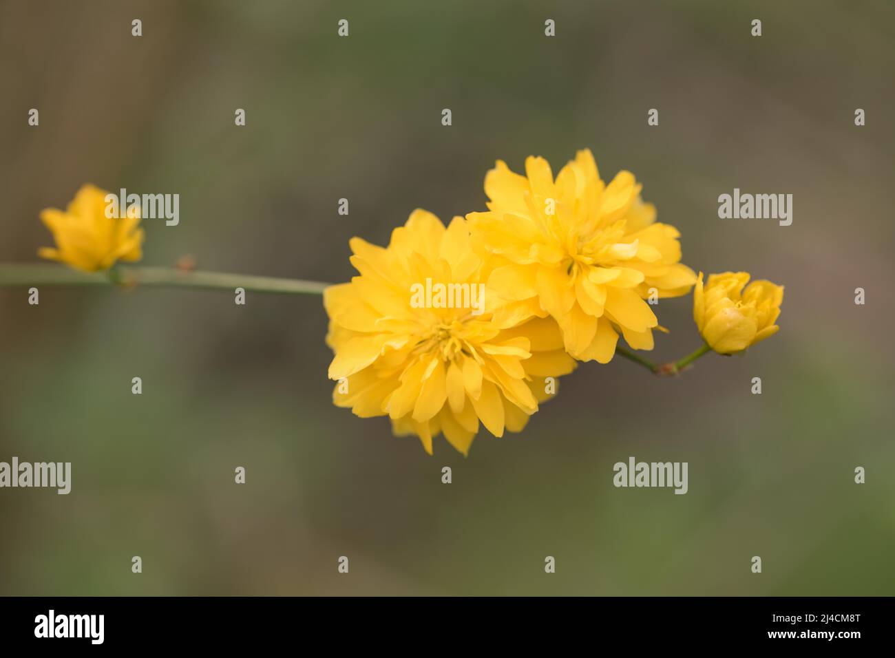 Kerria (Kerria japonica), ornamental plant blooming in the garden ...