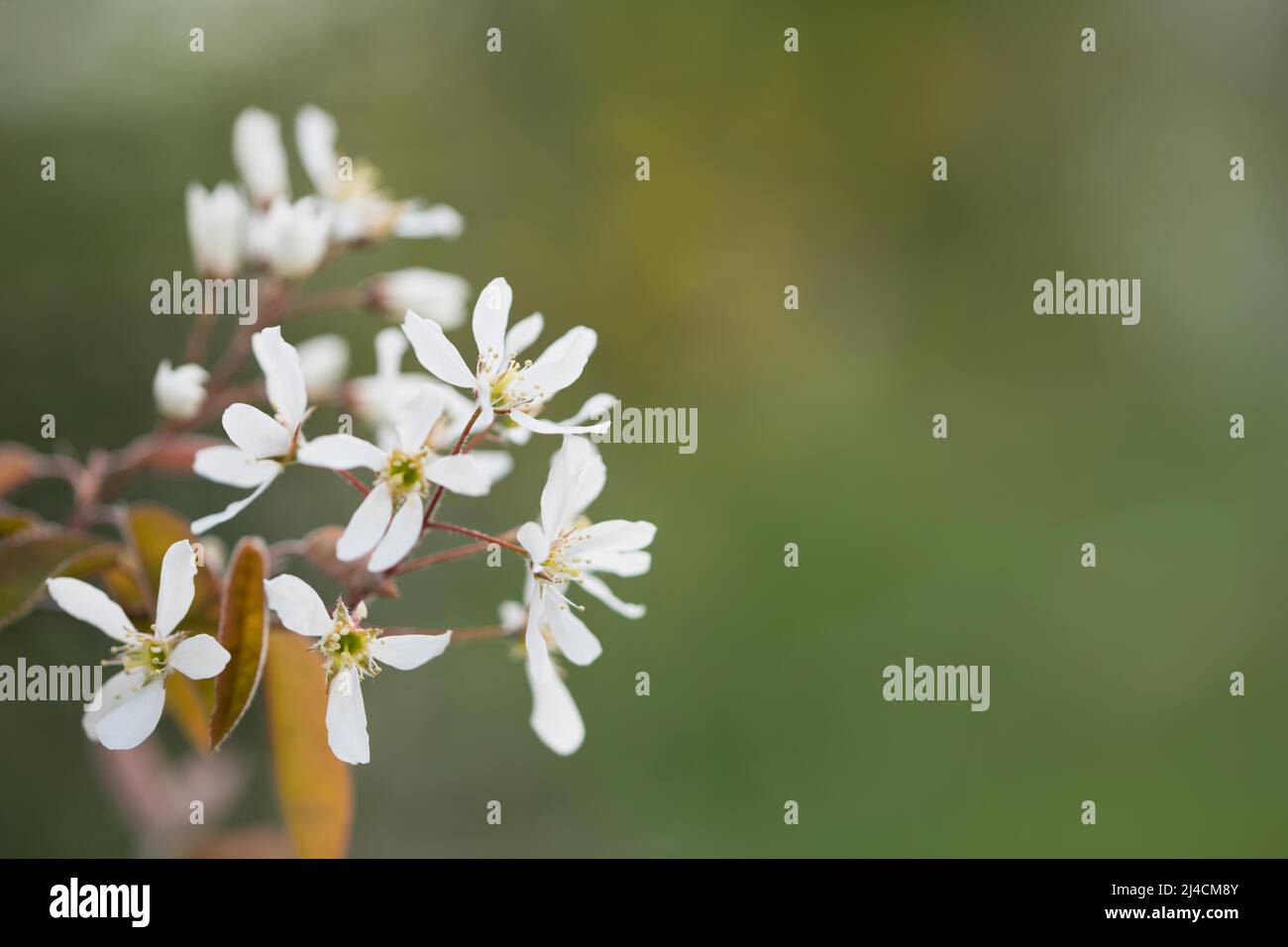 Snowy mespilus (Amelanchier lamarckii), Velbert, Germany Stock Photo ...