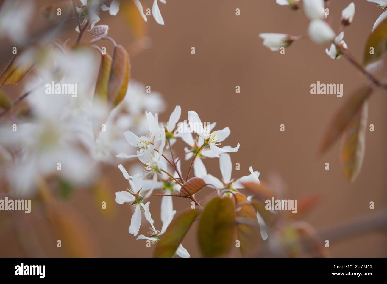 Snowy mespilus (Amelanchier lamarckii), Velbert, Germany Stock Photo ...