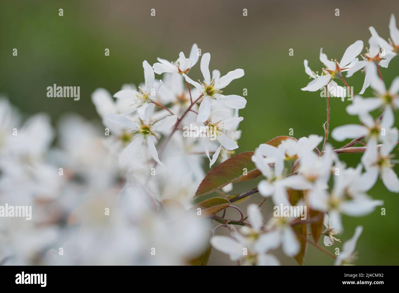 Snowy mespilus (Amelanchier lamarckii), Velbert, Germany Stock Photo ...