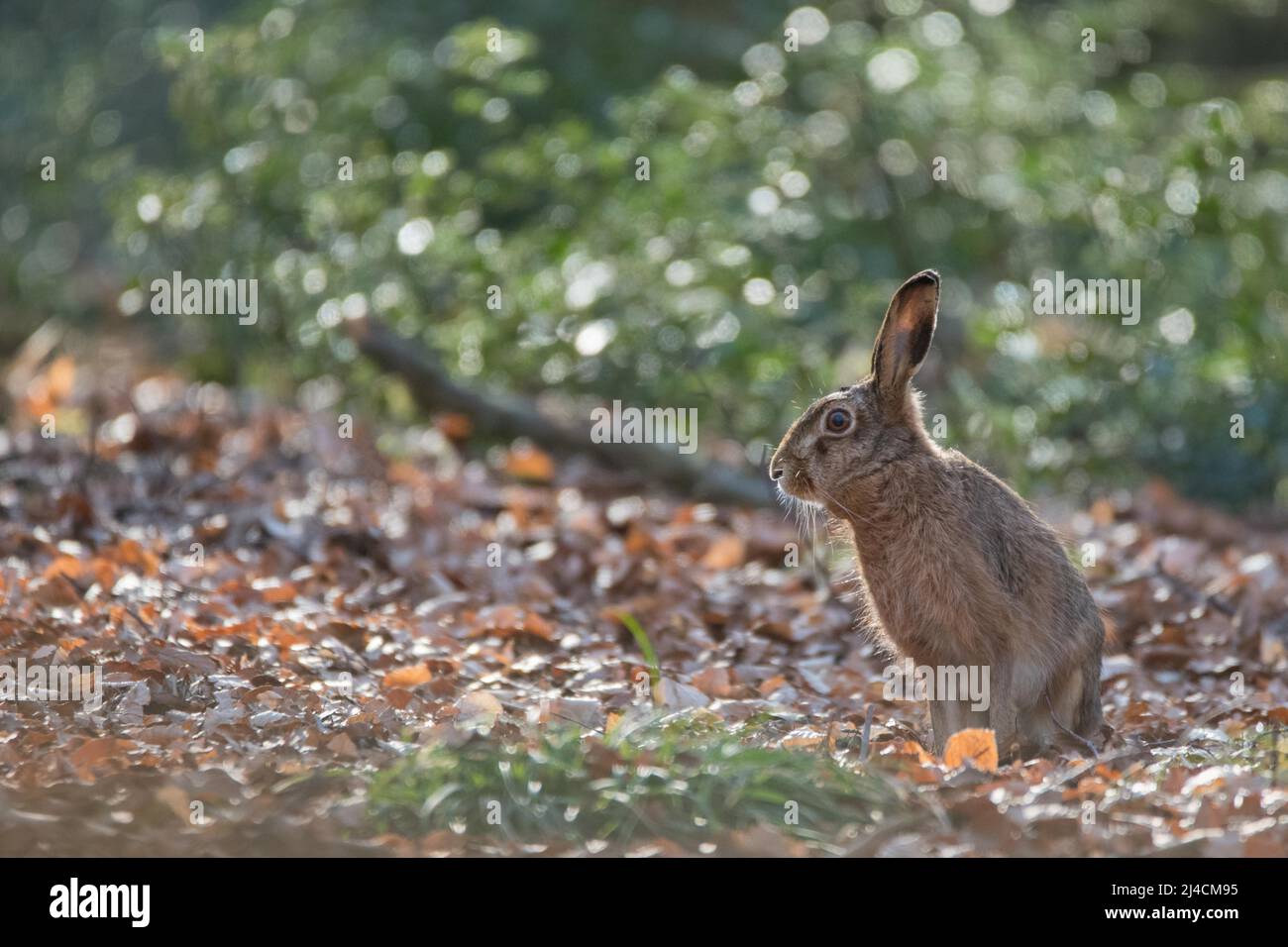 European hare (Lepus europaeus), at the edge of a mixed deciduous ...
