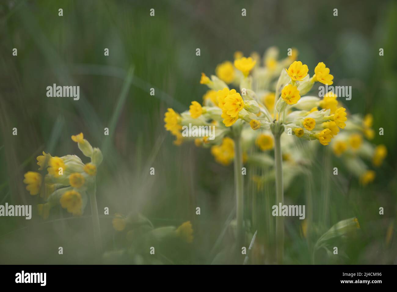 Common cowslip (Primula veris), flowering in the nature garden, Velbert ...