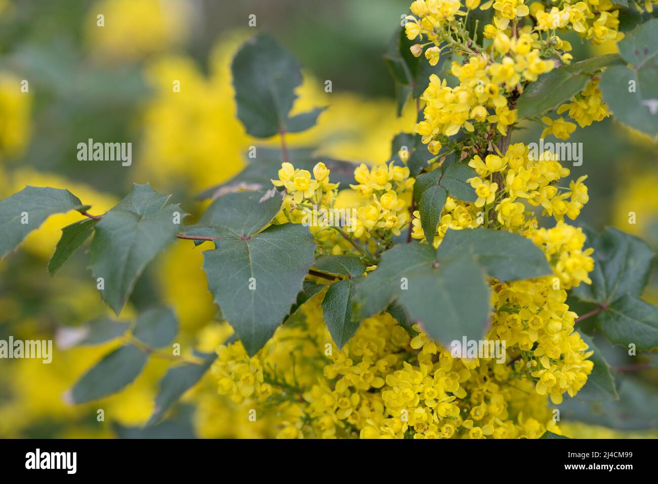 Oregon-grape (Mahonia aquifolium), flowering in the garden, Velbert ...
