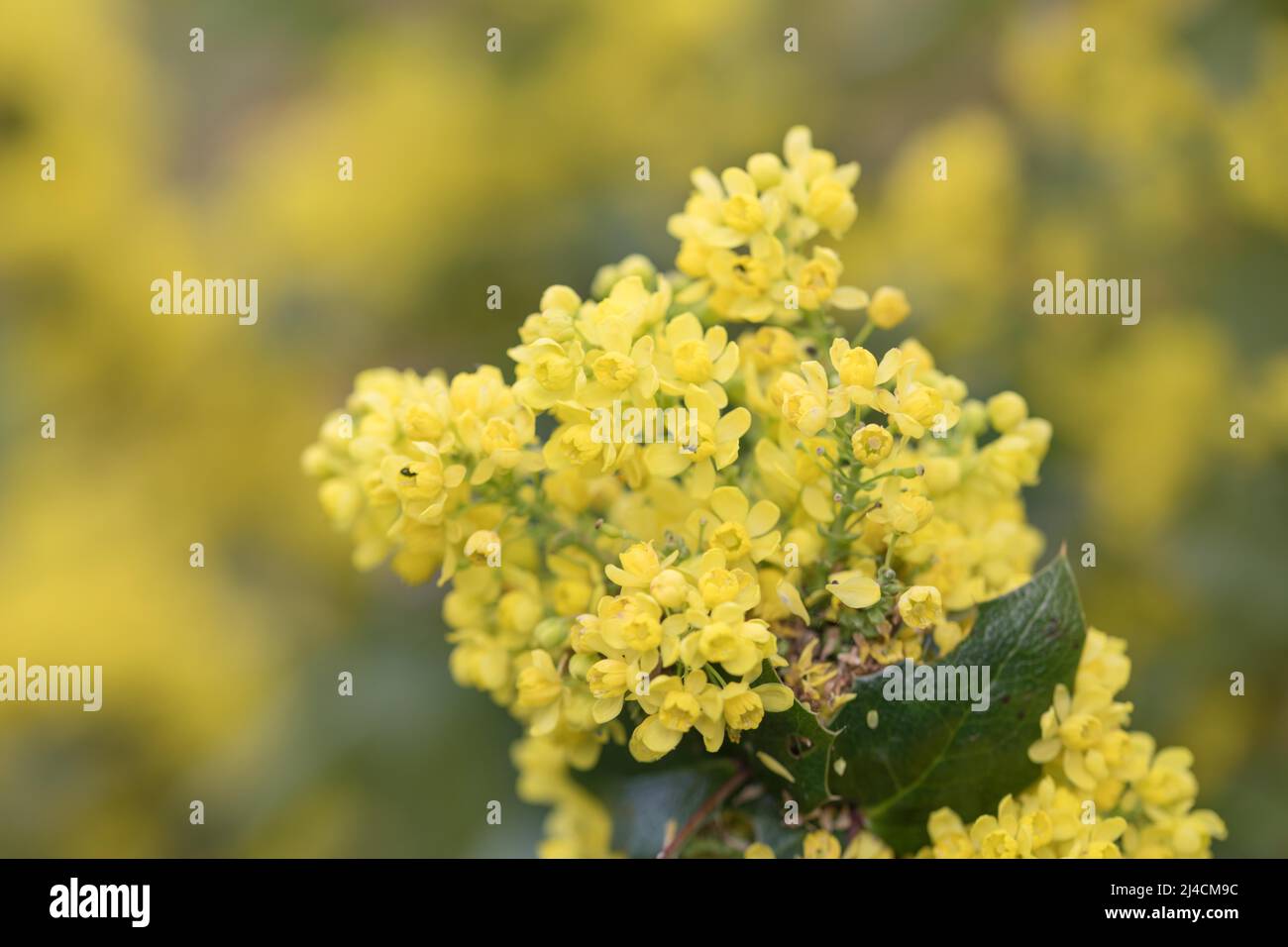 Oregon-grape (Mahonia aquifolium), flowering in the garden, Velbert ...