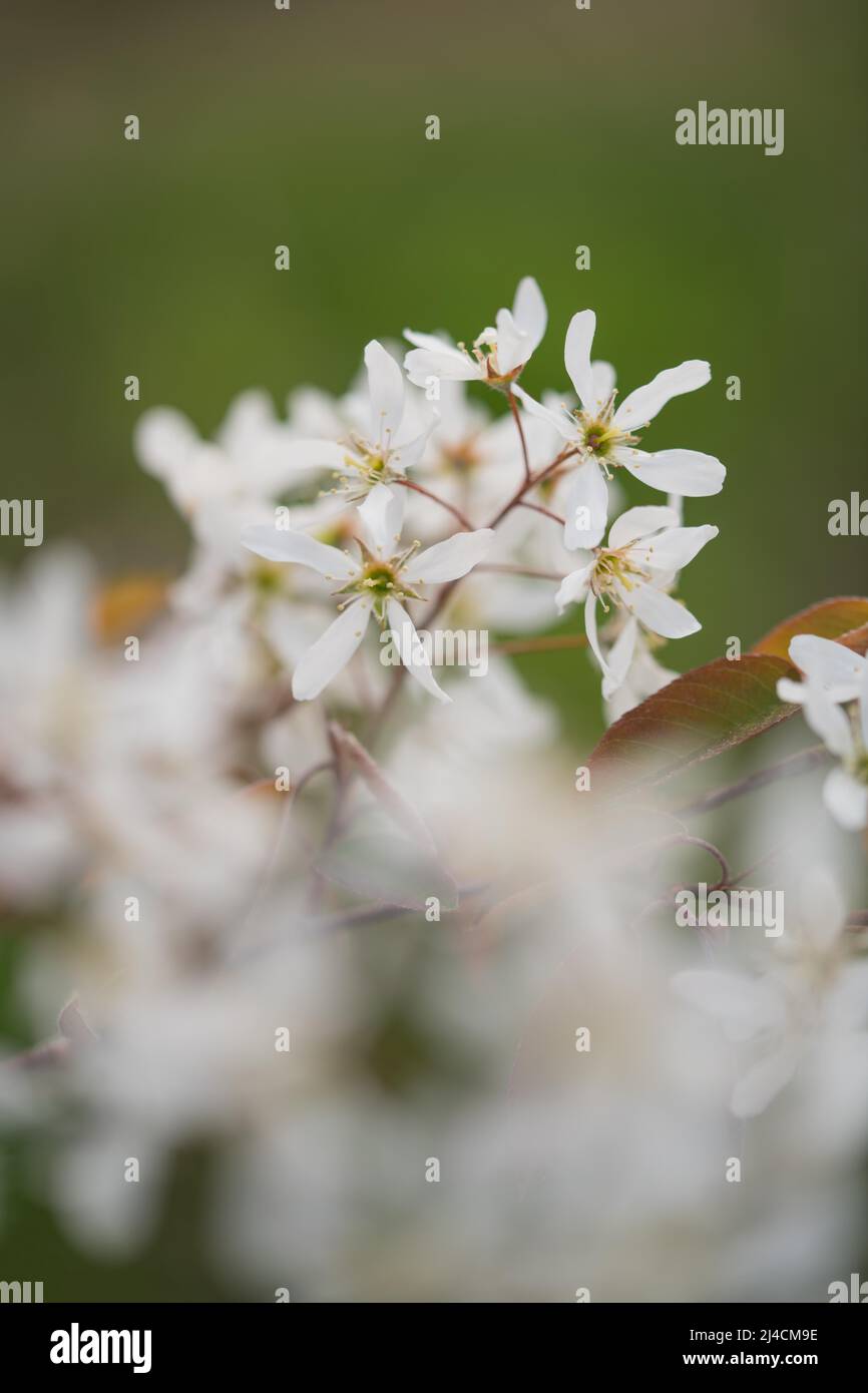 Snowy mespilus (Amelanchier lamarckii), Velbert, Germany Stock Photo ...