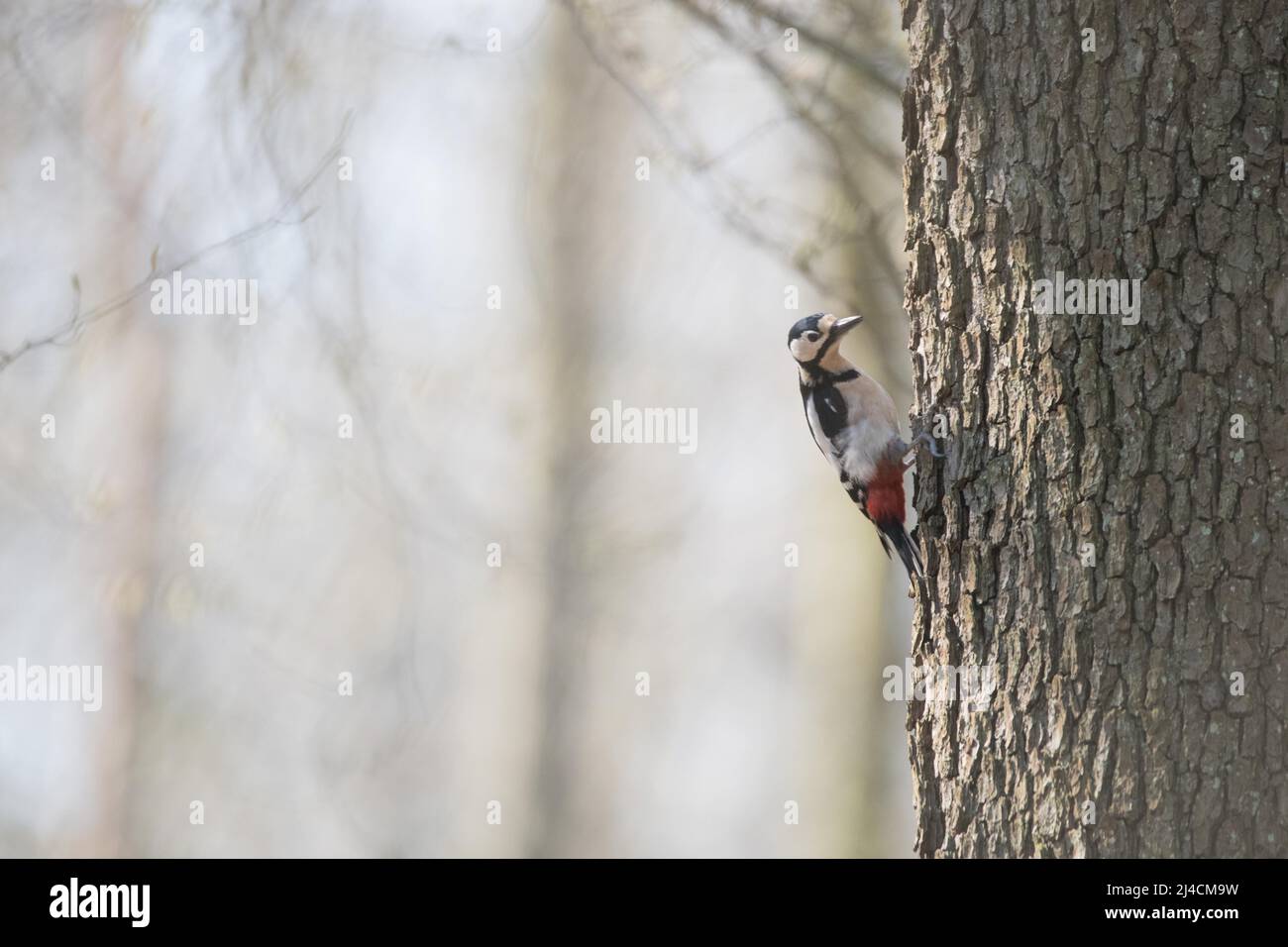 Buntspecht (Dendrocopos major), sitzt auf Baum und sucht nach Nahrung, Duesseldorf, Deutschland ...