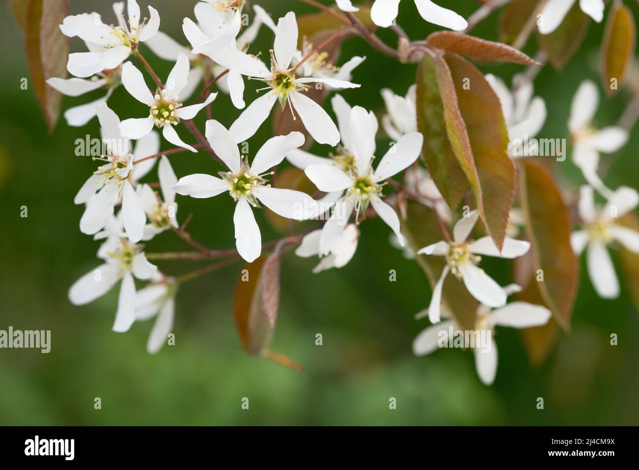 Snowy mespilus (Amelanchier lamarckii), Velbert, Germany Stock Photo ...