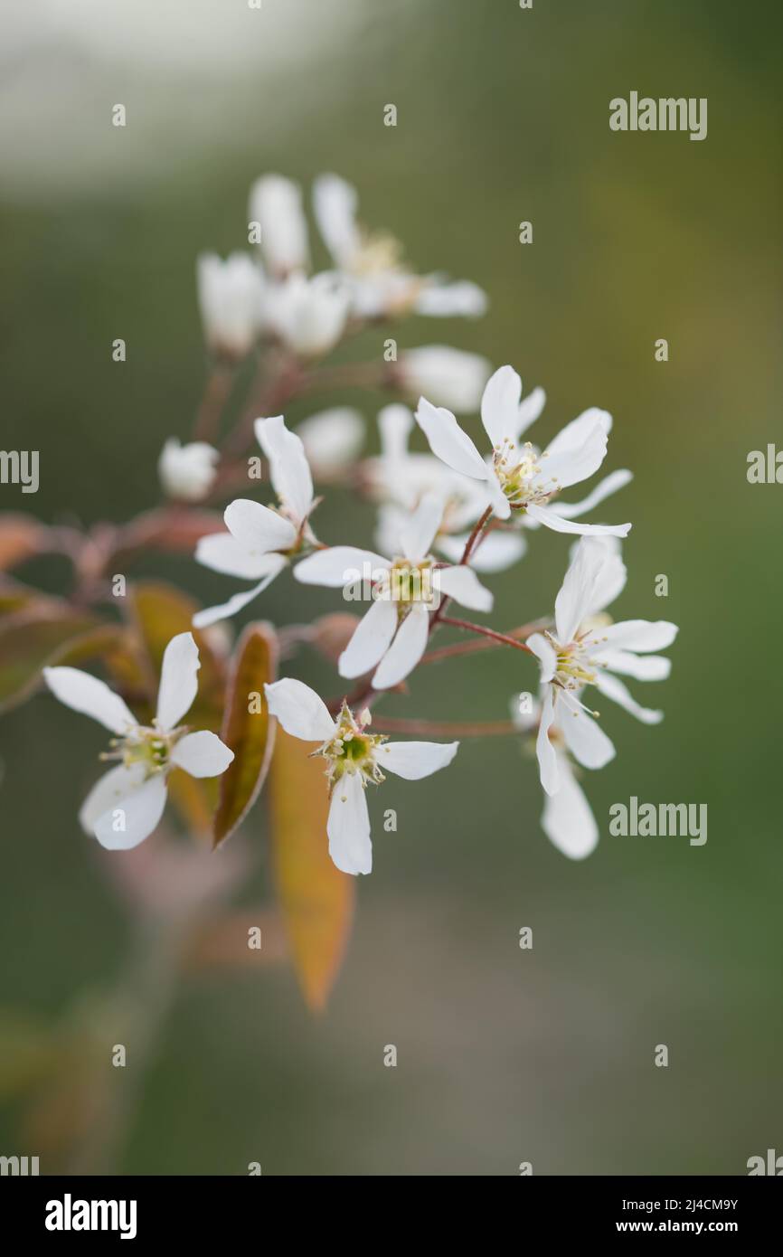 Snowy mespilus (Amelanchier lamarckii), Velbert, Germany Stock Photo ...