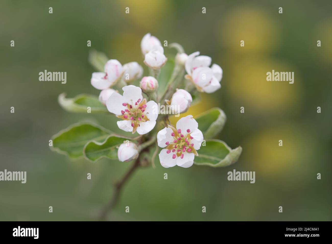Pears (Pyrus), fruit tree blossoms in the garden, Velbert, Germany ...