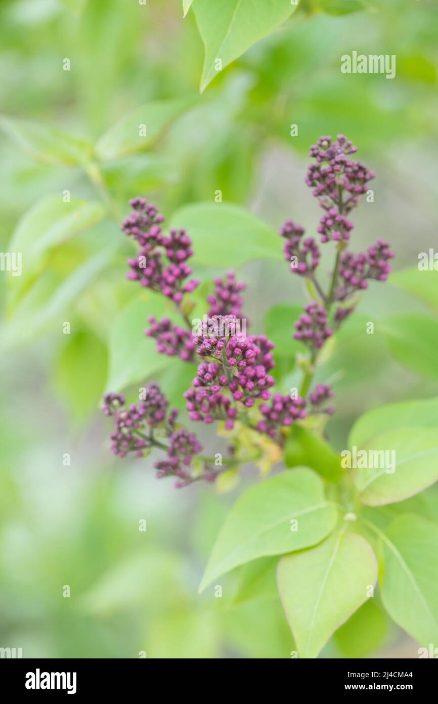 Common lilac (Syringa vulgaris), buds just in front of opening for ...