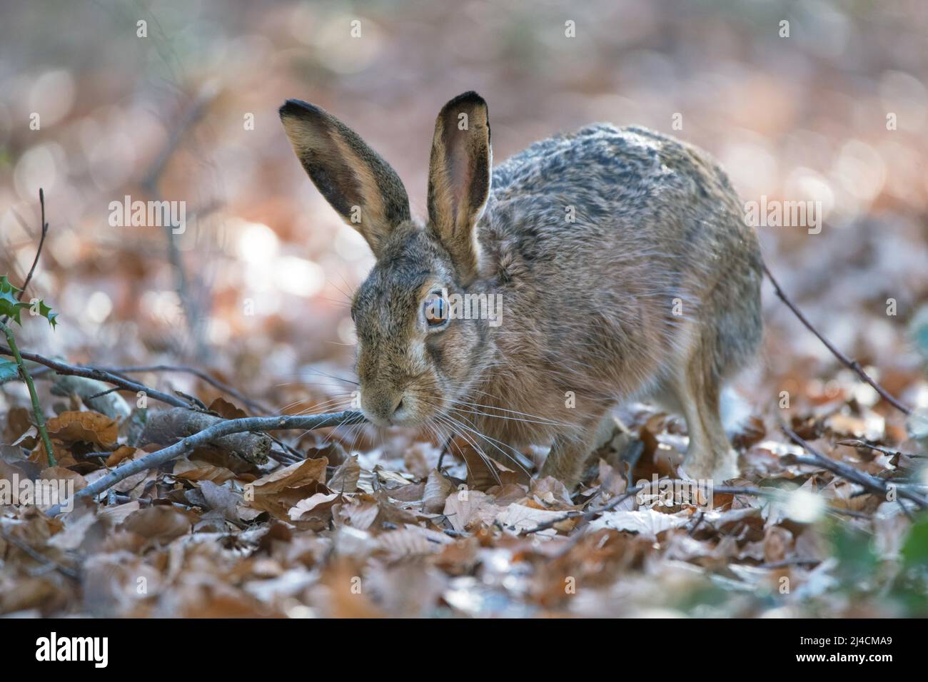 European hare (Lepus europaeus), searching for food at the edge of a ...