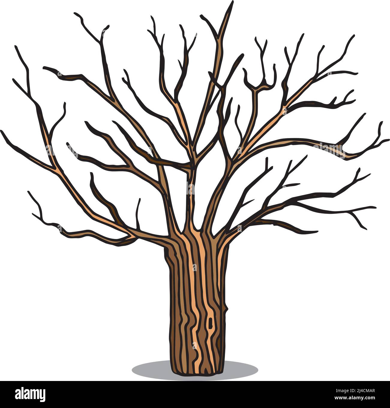 White oak tree Stock Vector Images - Alamy