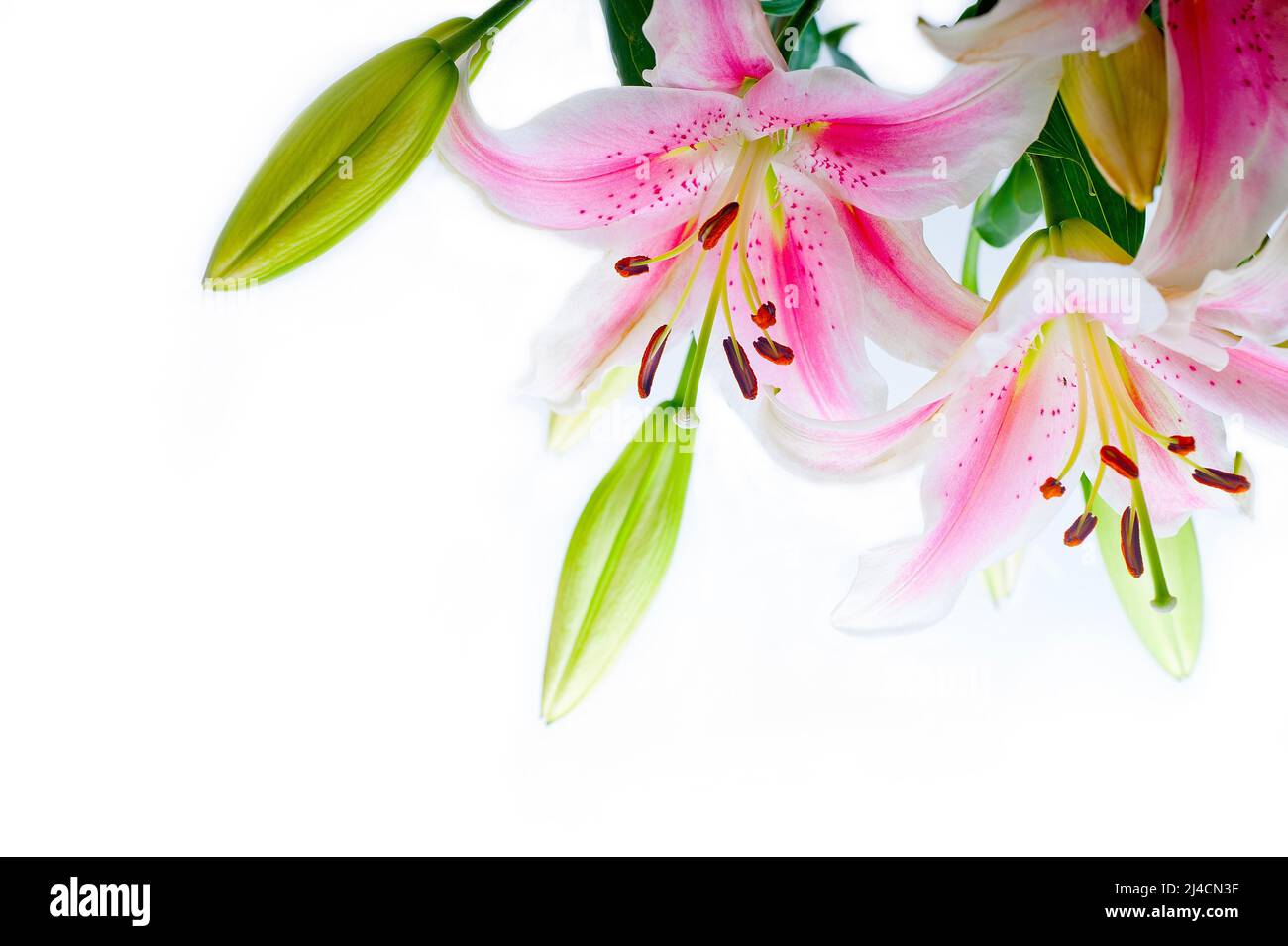 Lily flowers corner frame over white background copyspace Stock Photo - Alamy