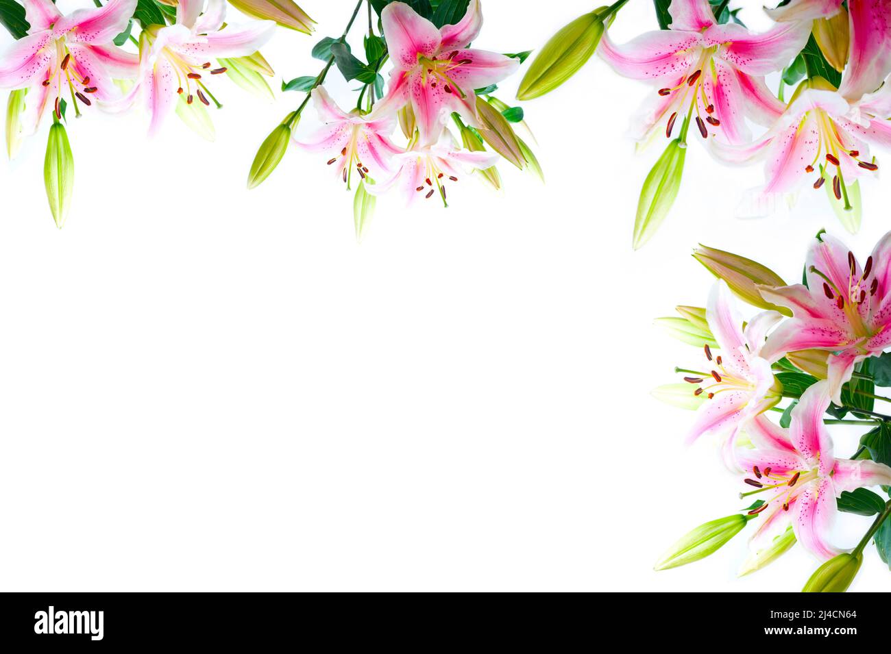 Lily flowers composition frame over white copyspace Stock Photo - Alamy