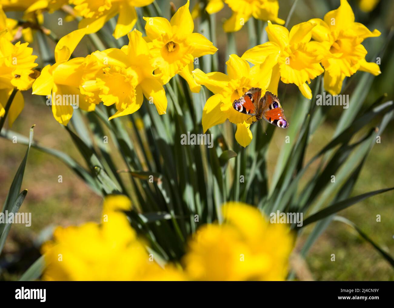 European peacock (Aglais io) on a narcissus (Narcissus), Germany Stock ...