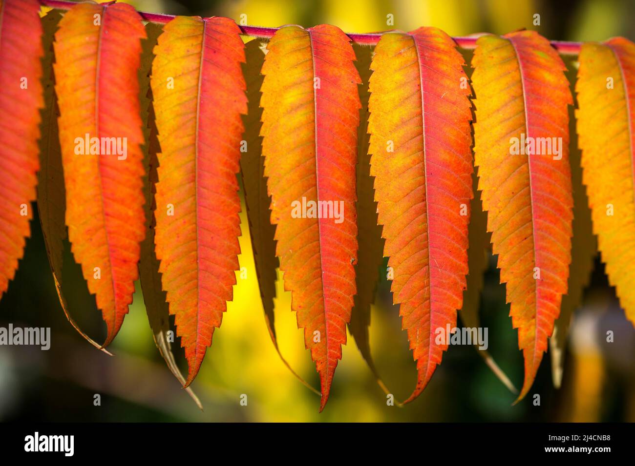 Leaf of the staghorn sumac (Rhus typhina) in autumn colouring, Baden ...