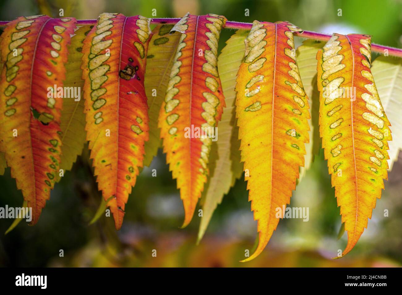 Leaf of the staghorn sumac (Rhus typhina) in autumn colouring, Baden ...