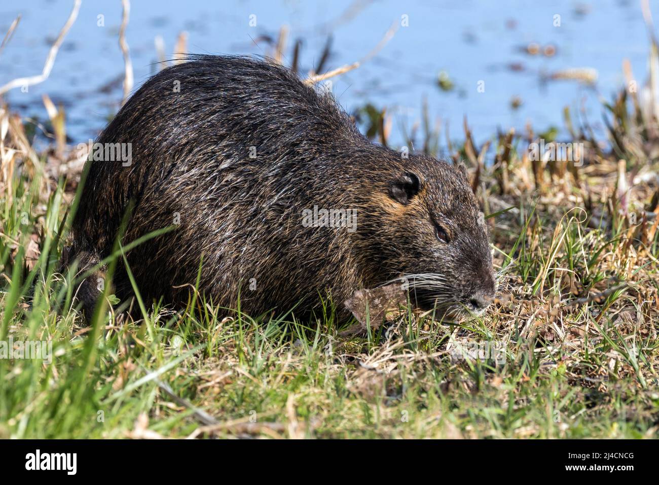 Nutria (Myocastor coypus), also known as nutria, eating grass, Baden ...