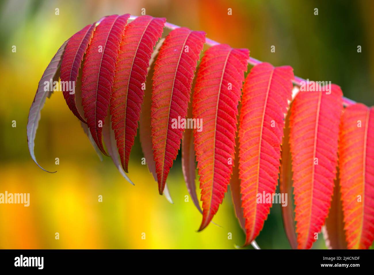 Leaf of the staghorn sumac (Rhus typhina) in autumn colouring, Baden ...