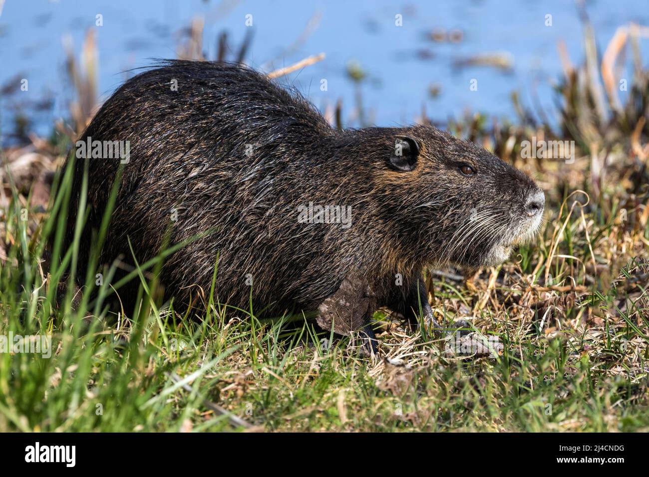 Nutria (Myocastor coypus), also nutria, Baden-Wuerttemberg, Germany ...