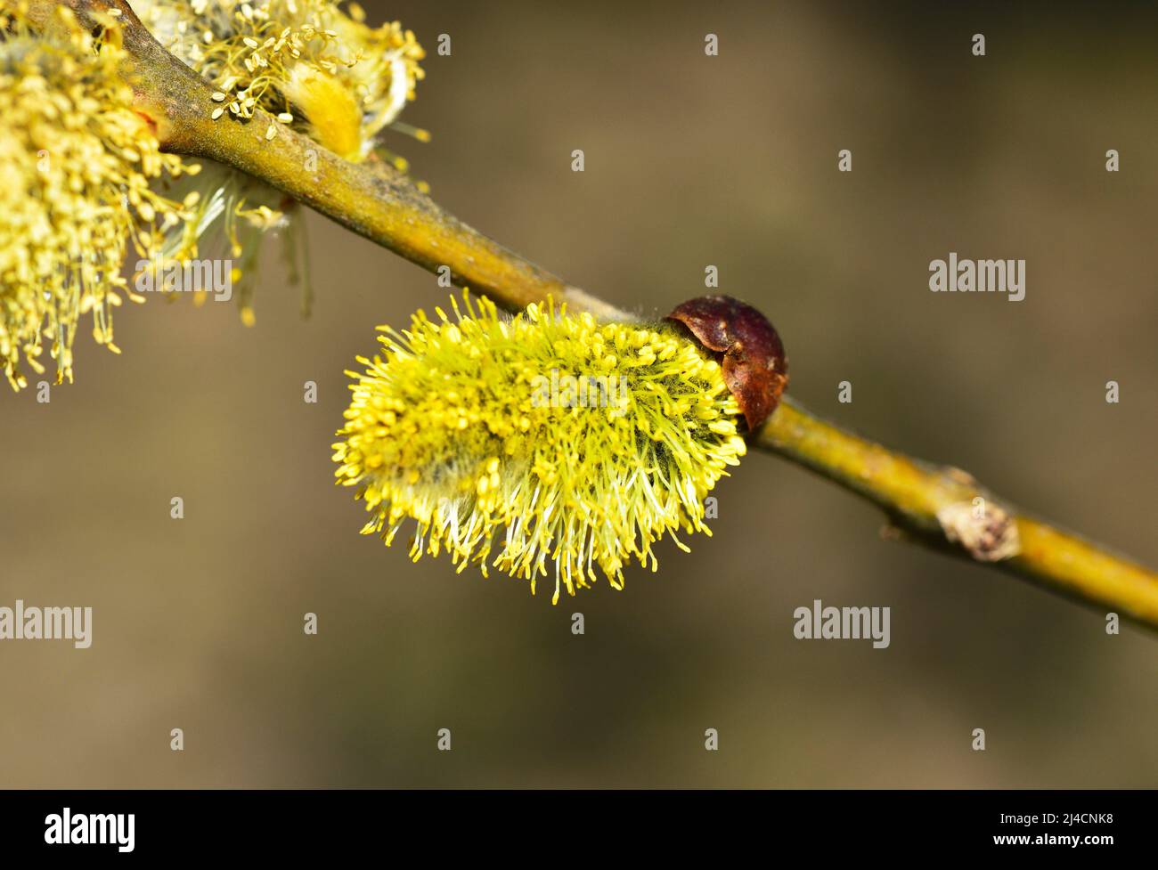 Male inflorescences with pollen of a sal goat willow (salix caprea ...
