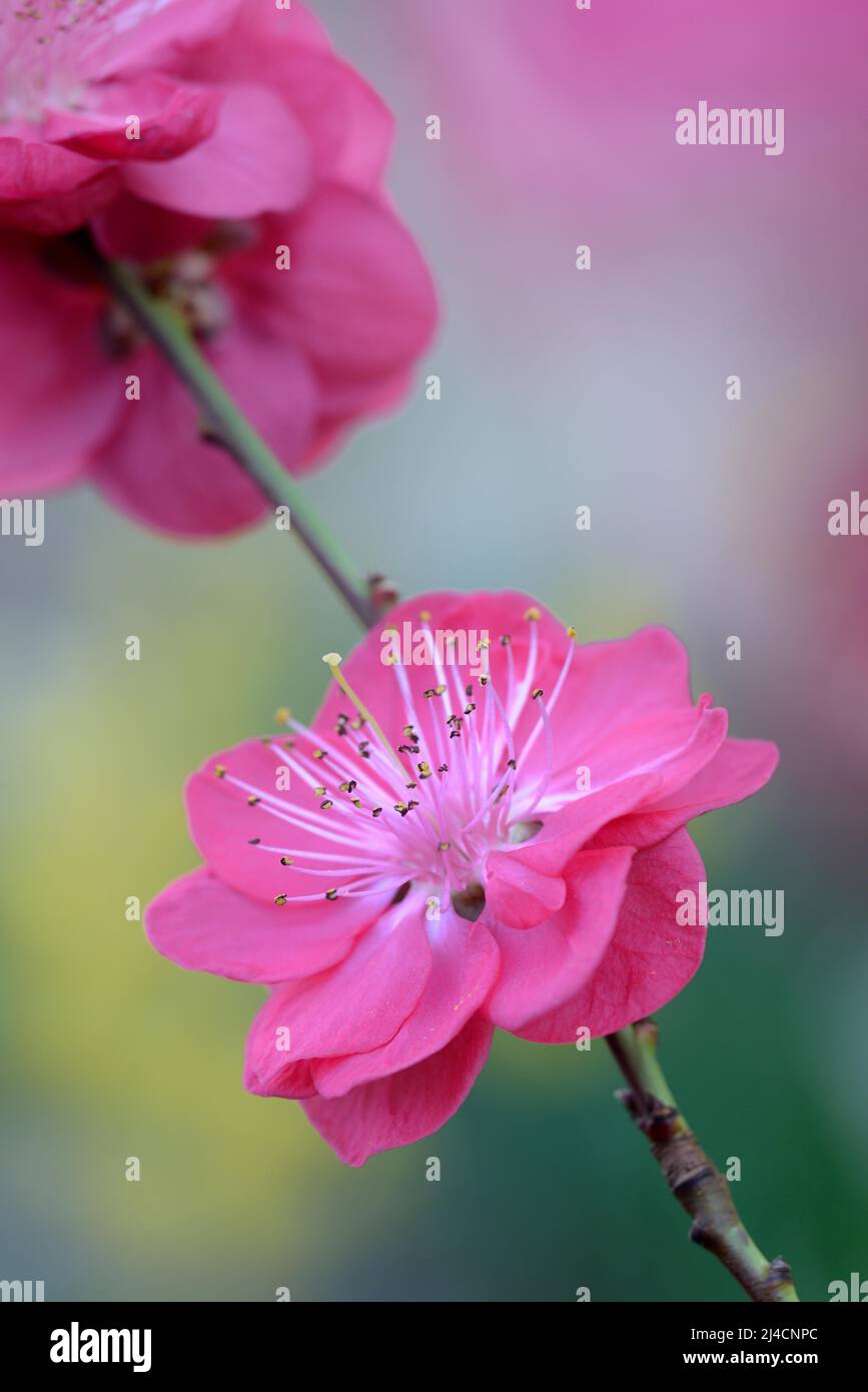 Ornamental Peach Tree