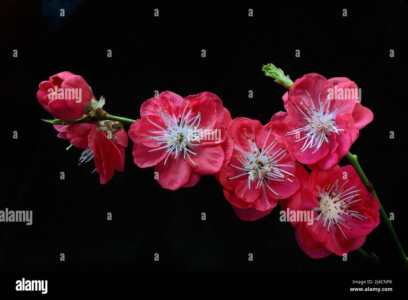 Blossoms of the Japanese peach tree (Prunus persica) 'Melred Stock ...