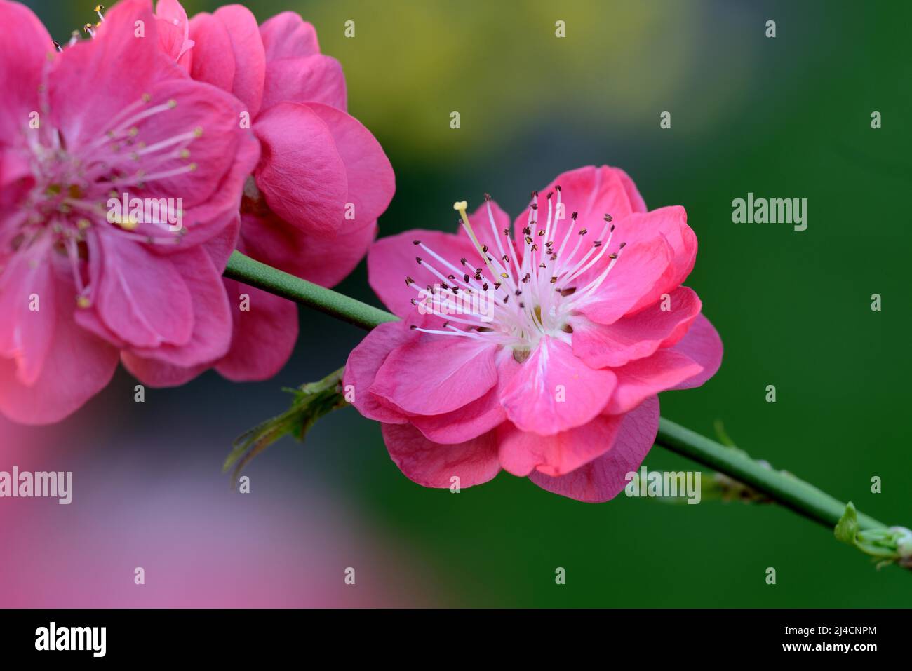 Japanese Ornamental Peach, peach tree (Prunus persica) 'Melred Stock ...