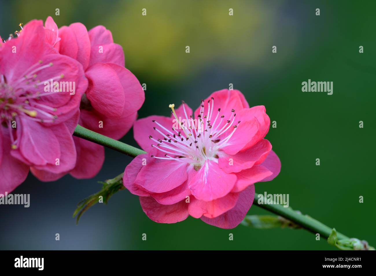 Ornamental peach tree hi-res stock photography and images - Alamy