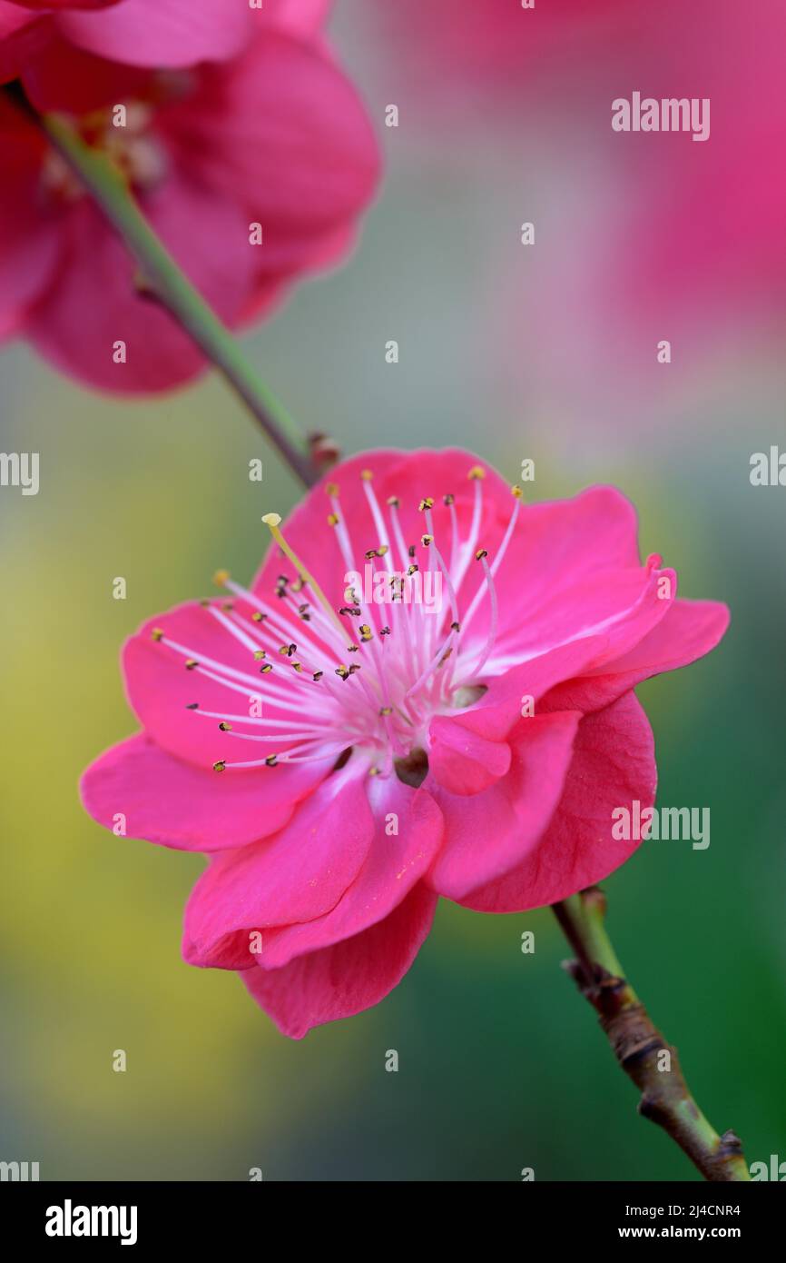 Japanese Ornamental Peach, peach tree (Prunus persica) 'Melred Stock ...