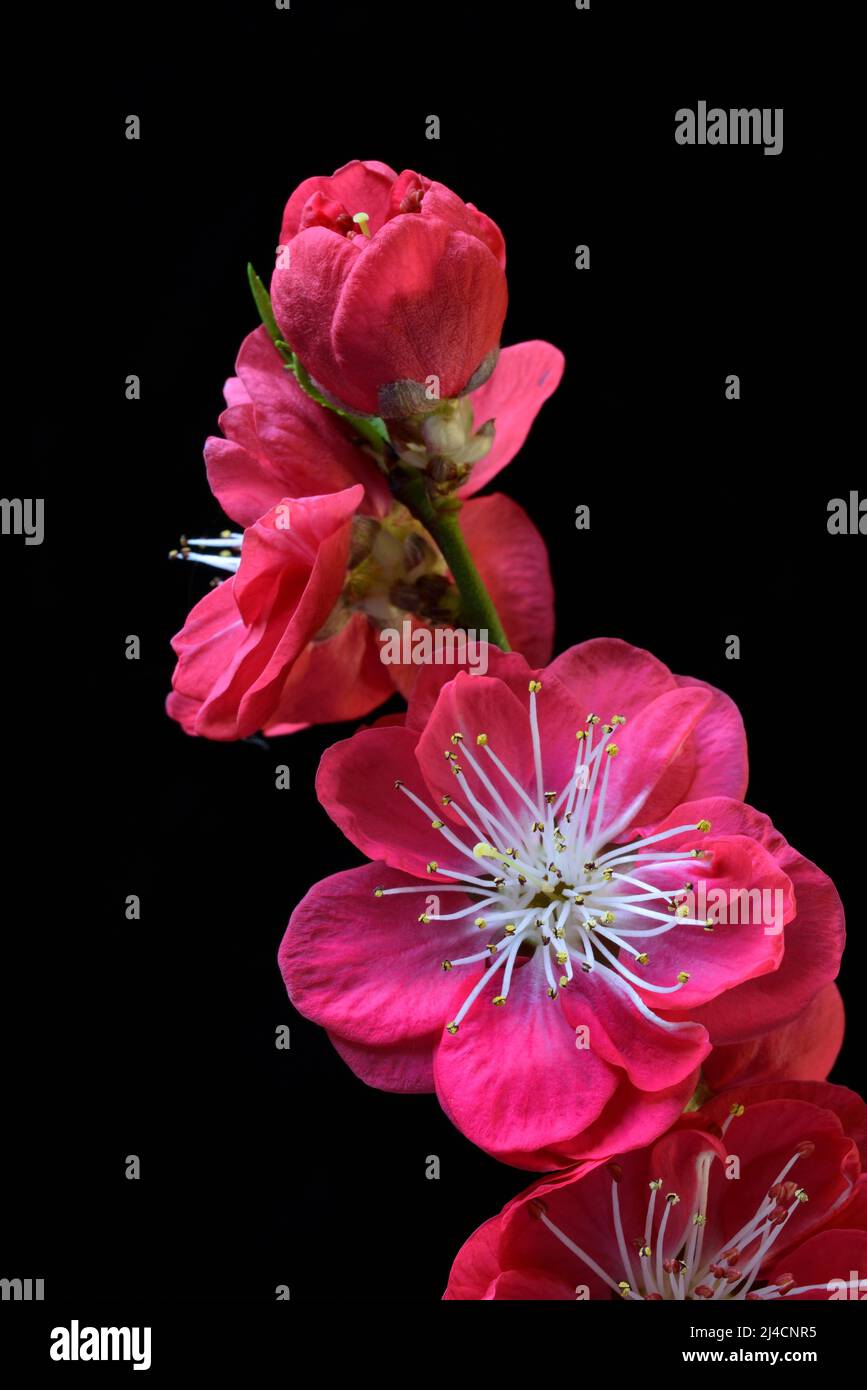 Blossoms of the Japanese peach tree (Prunus persica) 'Melred Stock ...