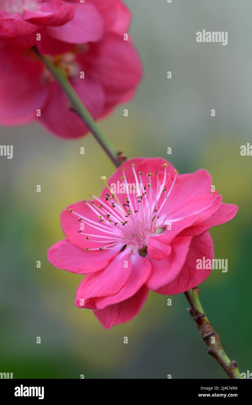 Japanese Ornamental Peach, peach tree (Prunus persica) 'Melred Stock ...