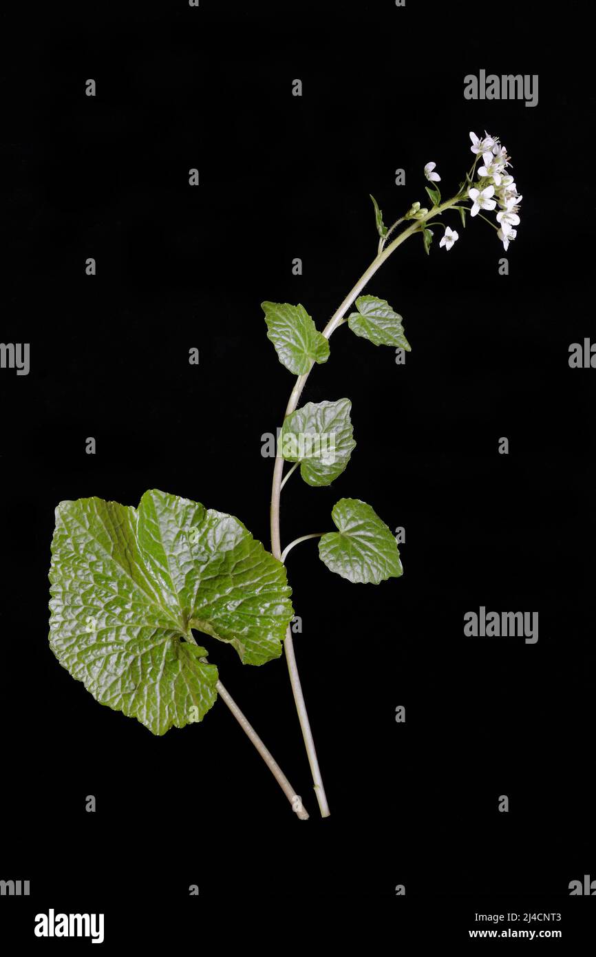 Wasabia japonica hi-res stock photography and images - Alamy