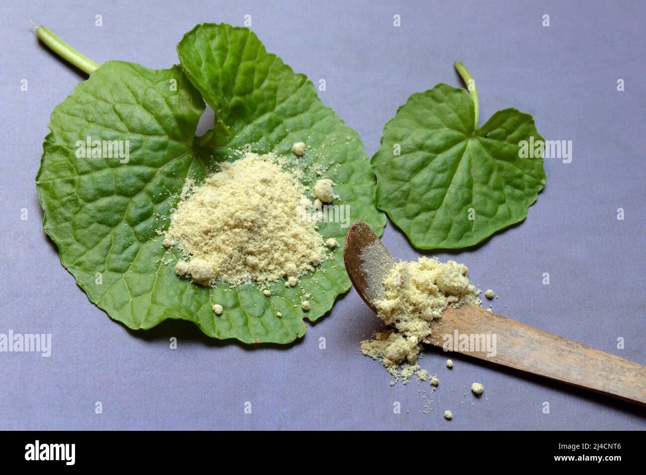 Wasabi (Wasabia japonica) and wasabi powder, wasabi Stock Photo - Alamy
