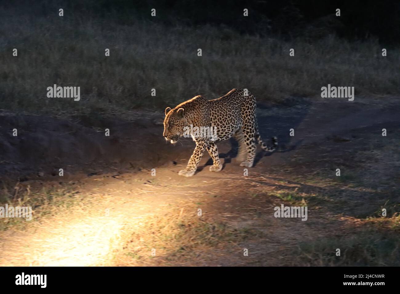 leopard at night Stock Photo - Alamy