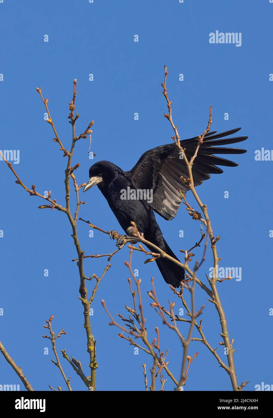 Crow mating hi-res stock photography and images - Alamy
