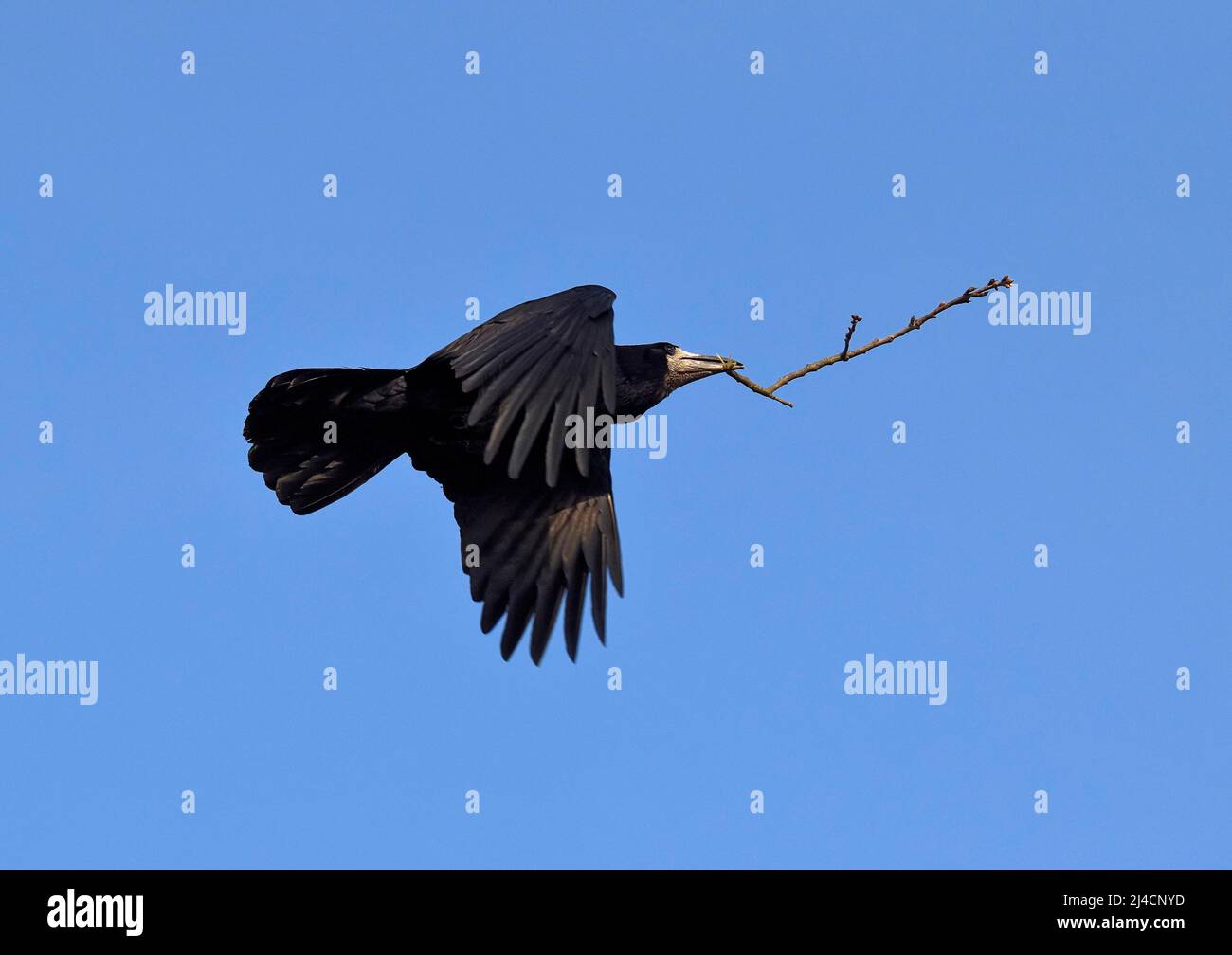 Nest(birds)(rook) hi-res stock photography and images - Alamy