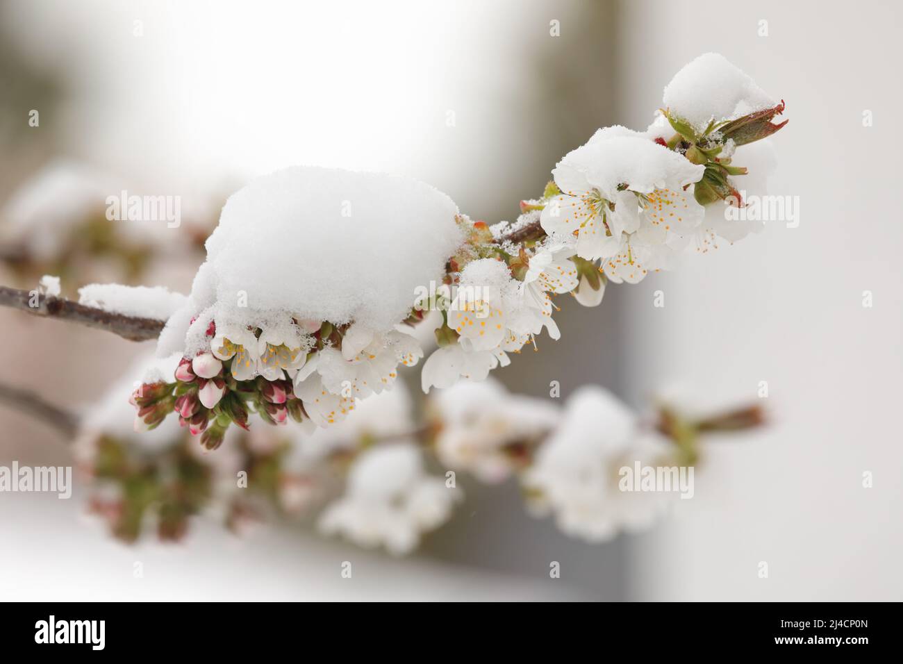cherry blossom in spring covered with snow Stock Photo - Alamy