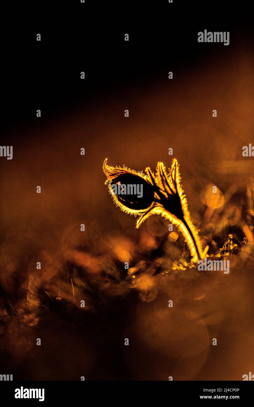 Pasque flower (Pulsatilla vulgaris), single flower in the warm ...