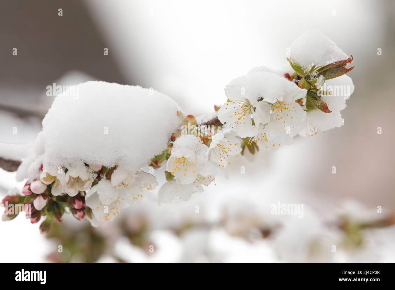 cherry blossom in spring covered with snow Stock Photo - Alamy