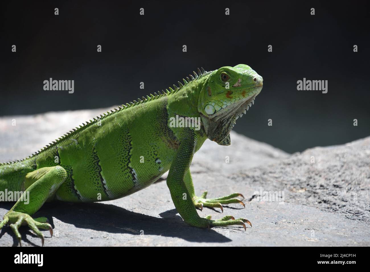 Amazing close up of a bright green iguana lizard in Aruba Stock Photo ...