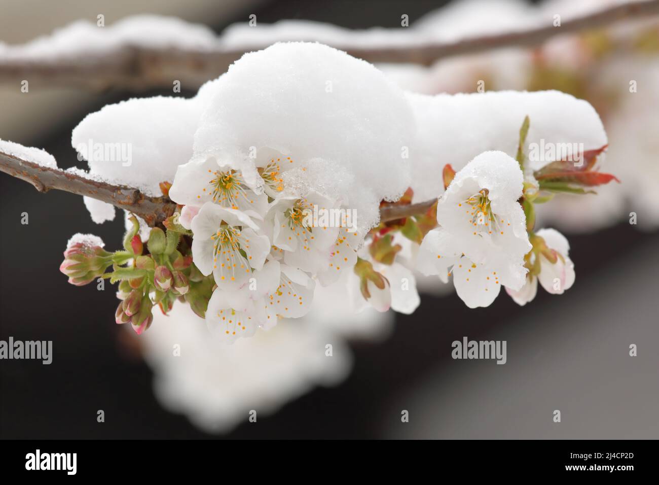 cherry tree blossom with snow topping in springtime Stock Photo - Alamy