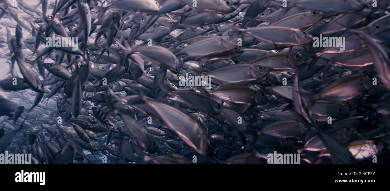 A large school of Yellowstripe Scad (Selaroides leptolepis), ripples ...