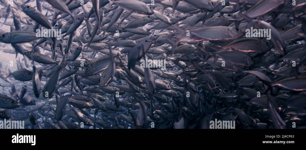 A large school of Yellowstripe Scad (Selaroides leptolepis), ripples ...