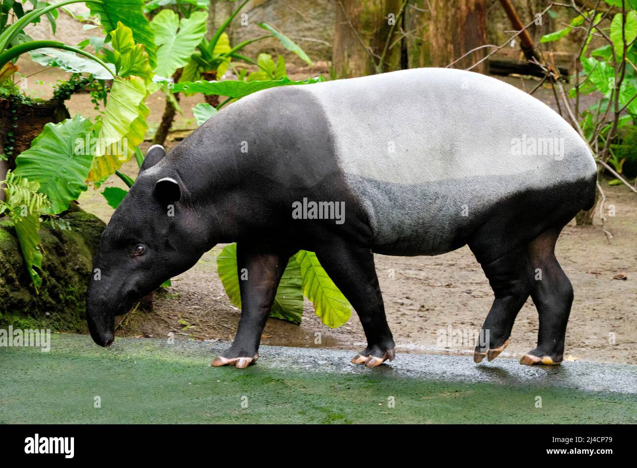 Asian or malayan tapir (Tapirus indicus), captive, occurrence Southeast ...