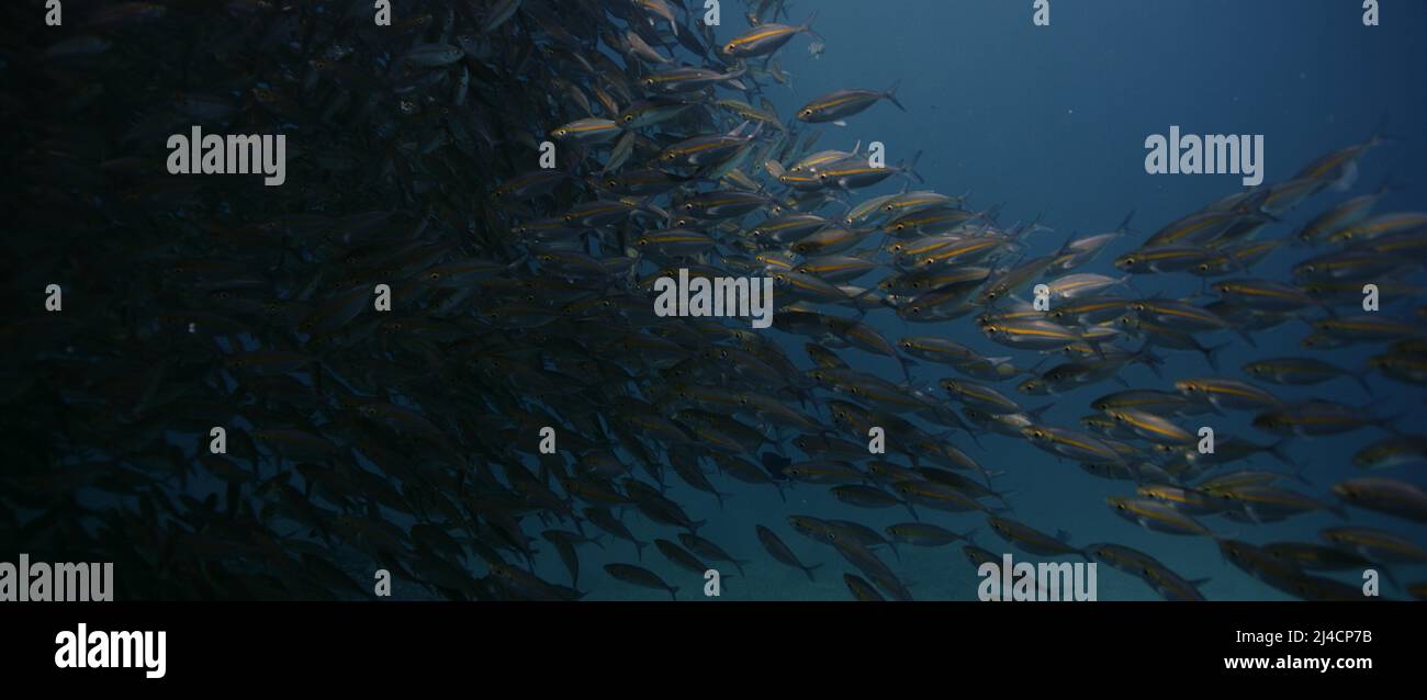 A large school of Yellowstripe Scad (Selaroides leptolepis), ripples ...